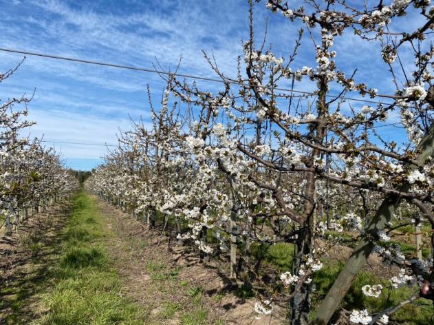 Conociendo la digitalización Agri. Entrevista: María Ignacia Polloni ...