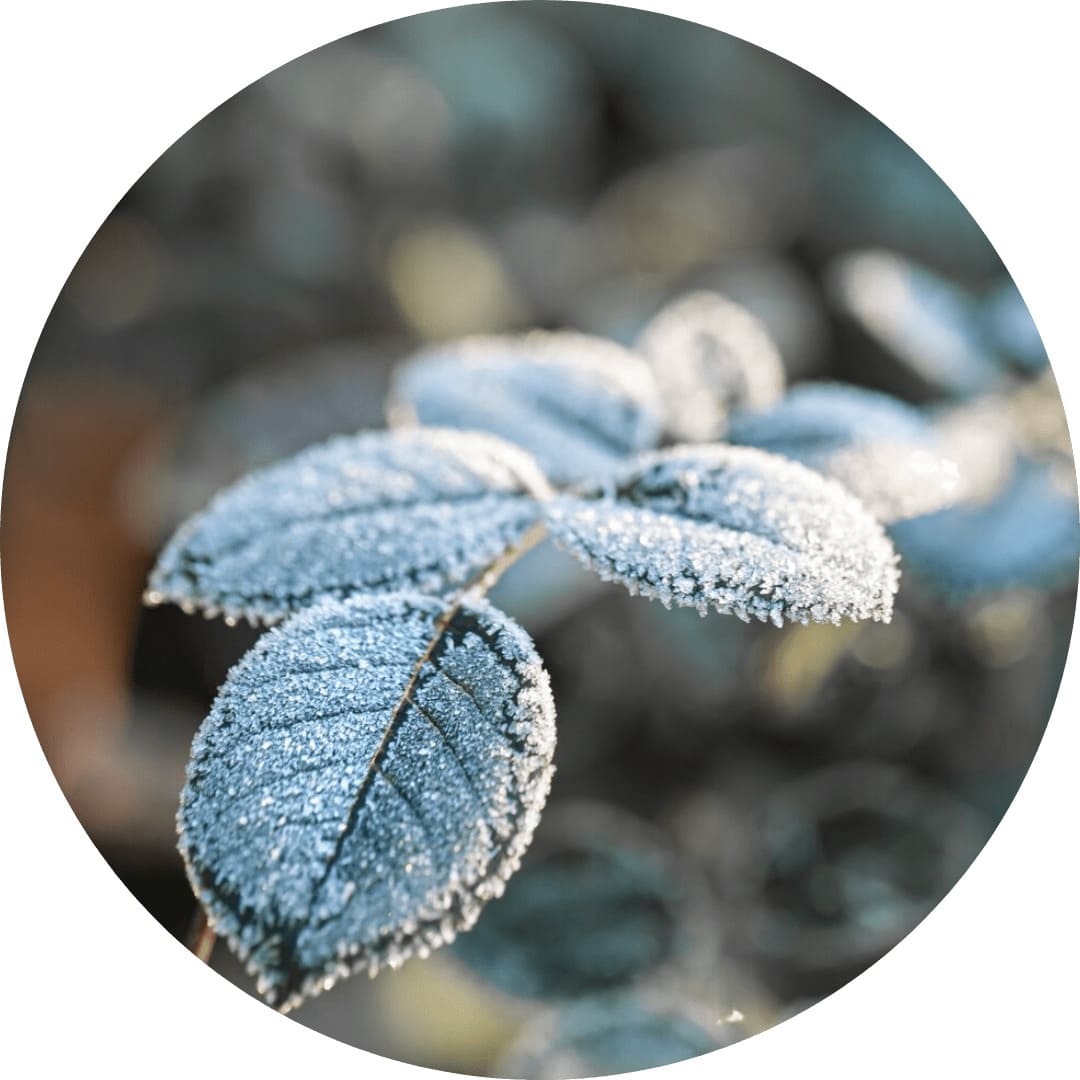 Cómo Prepararse para las Heladas de Septiembre: Consejos Claves para ...